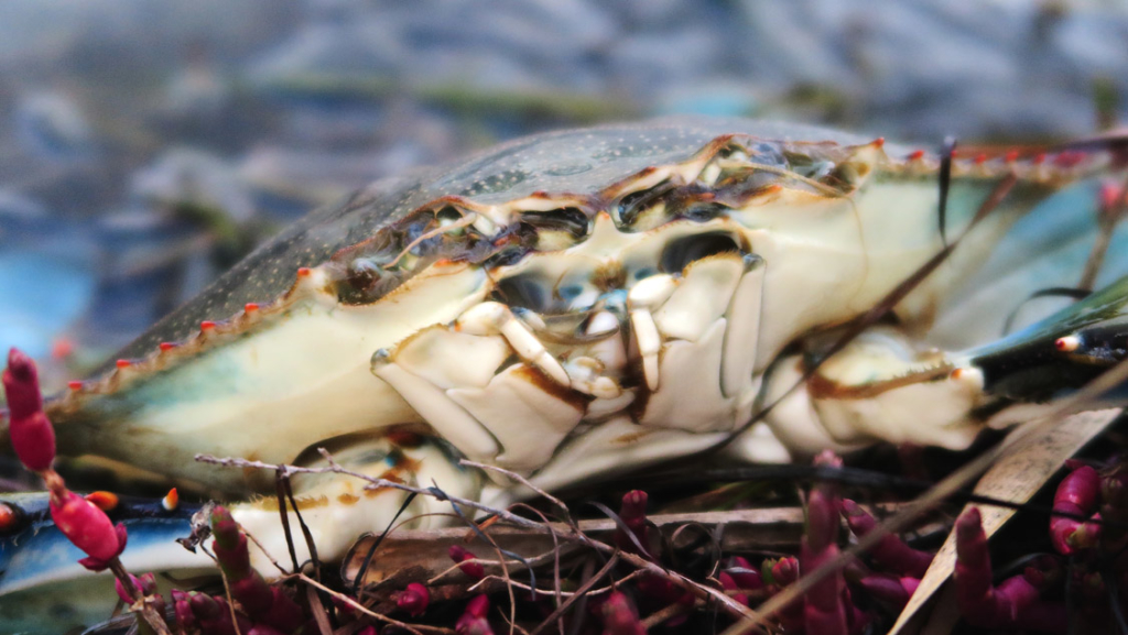 L’interminable expansion de Callinectes sapidus dans les lagunes corses ...