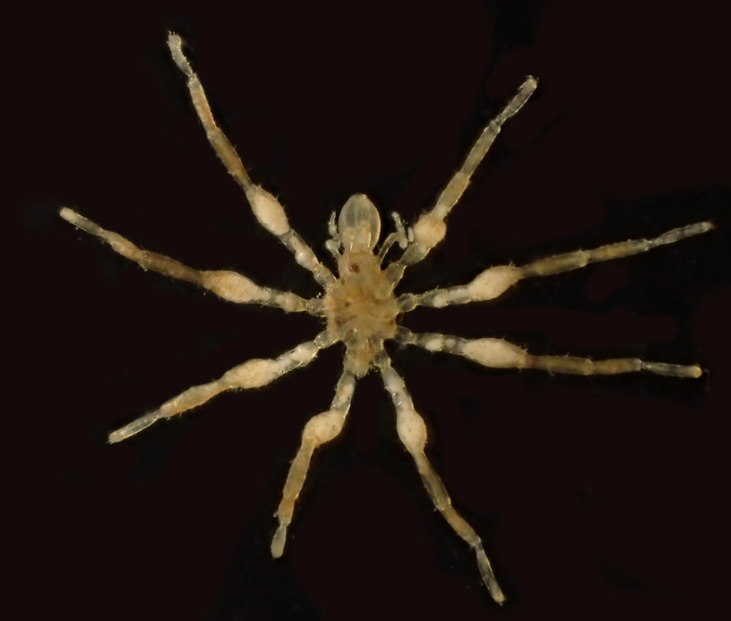 La Planète Revisitée – Résultats préliminaires de la campagne 2019 sur ...