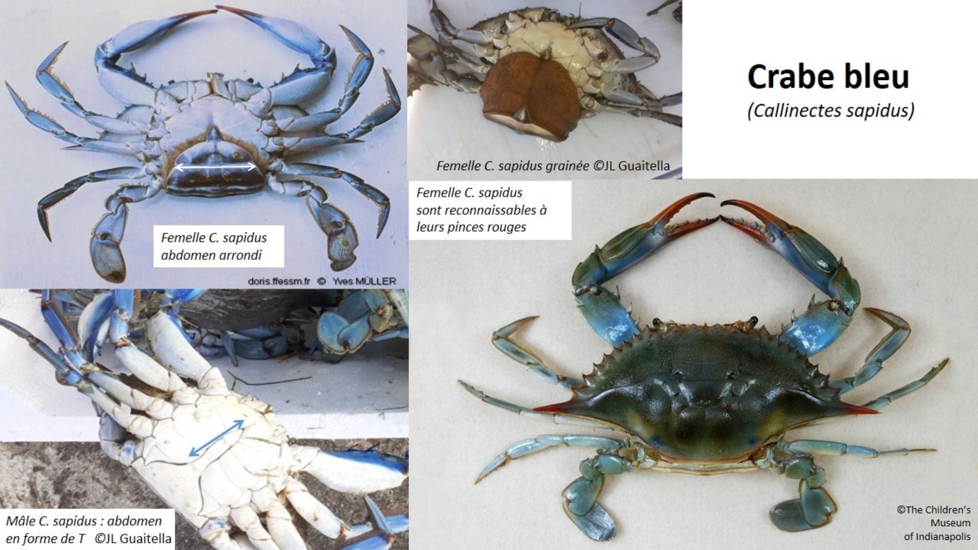 Crabe bleu - Pôle lagunes